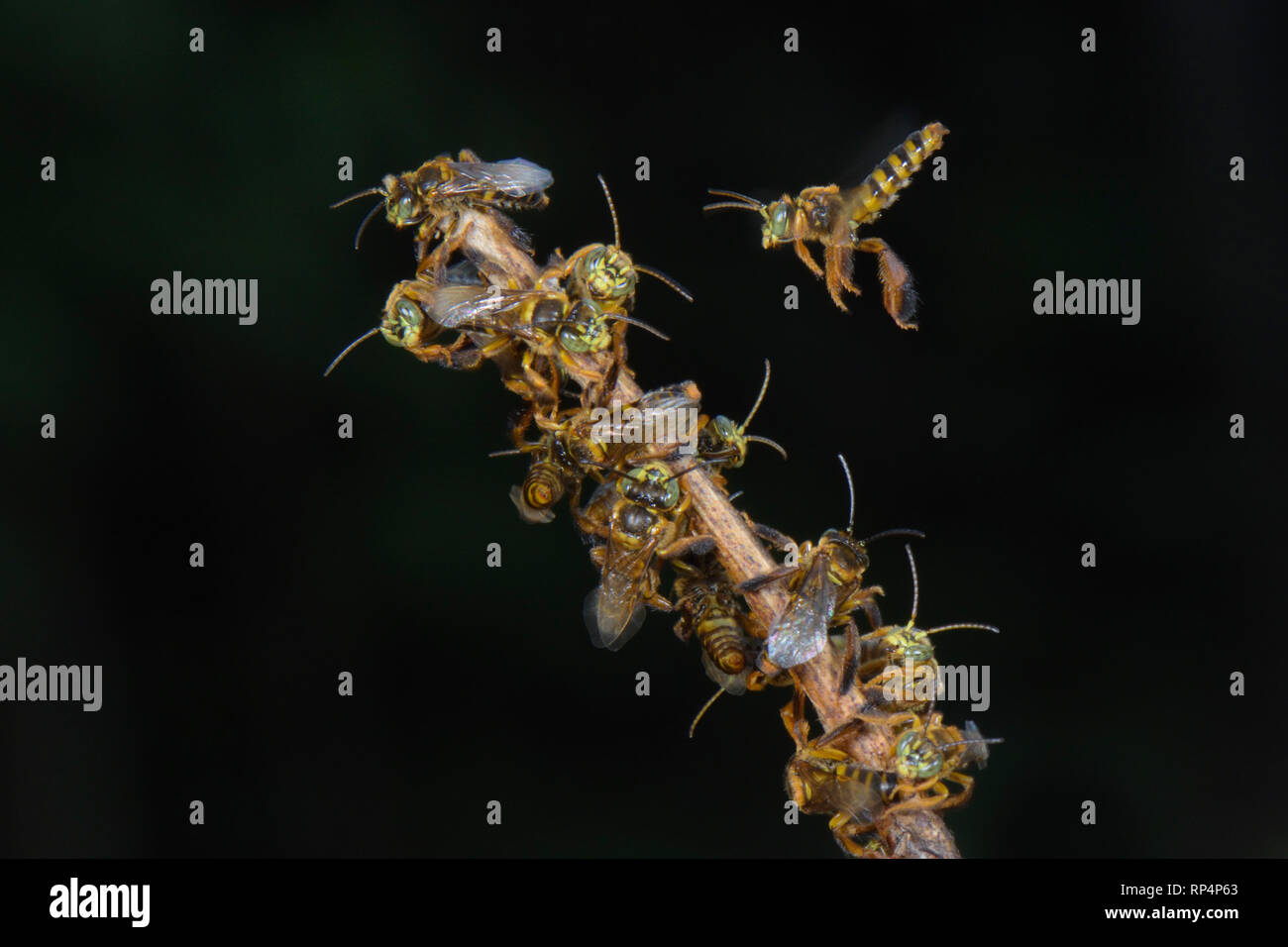 Swarm of wasps (Vespidae sp.) in the Amazon rain forest Stock Photo - Alamy