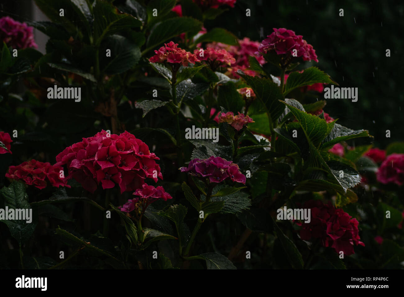 Rain on hydrangea hi-res stock photography and images - Alamy