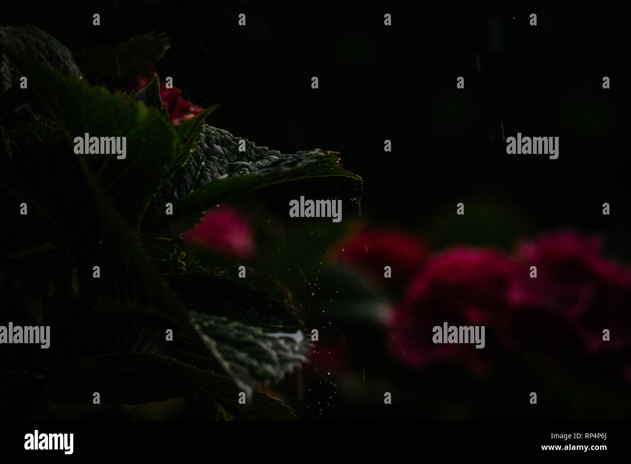 Rain on hydrangea hi-res stock photography and images - Alamy
