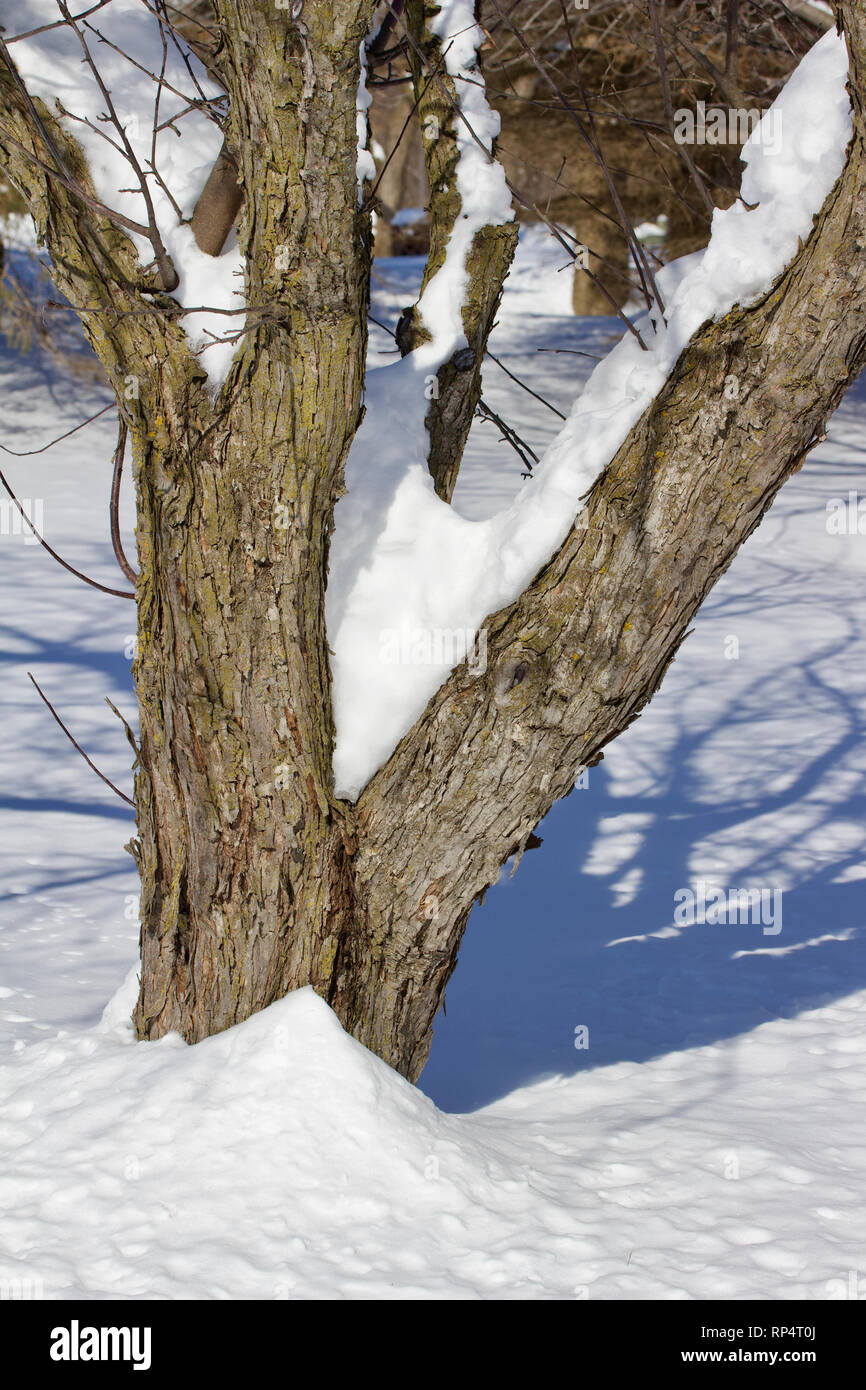 View of heavy snow covering the limbs of a deciduous tree after a ...