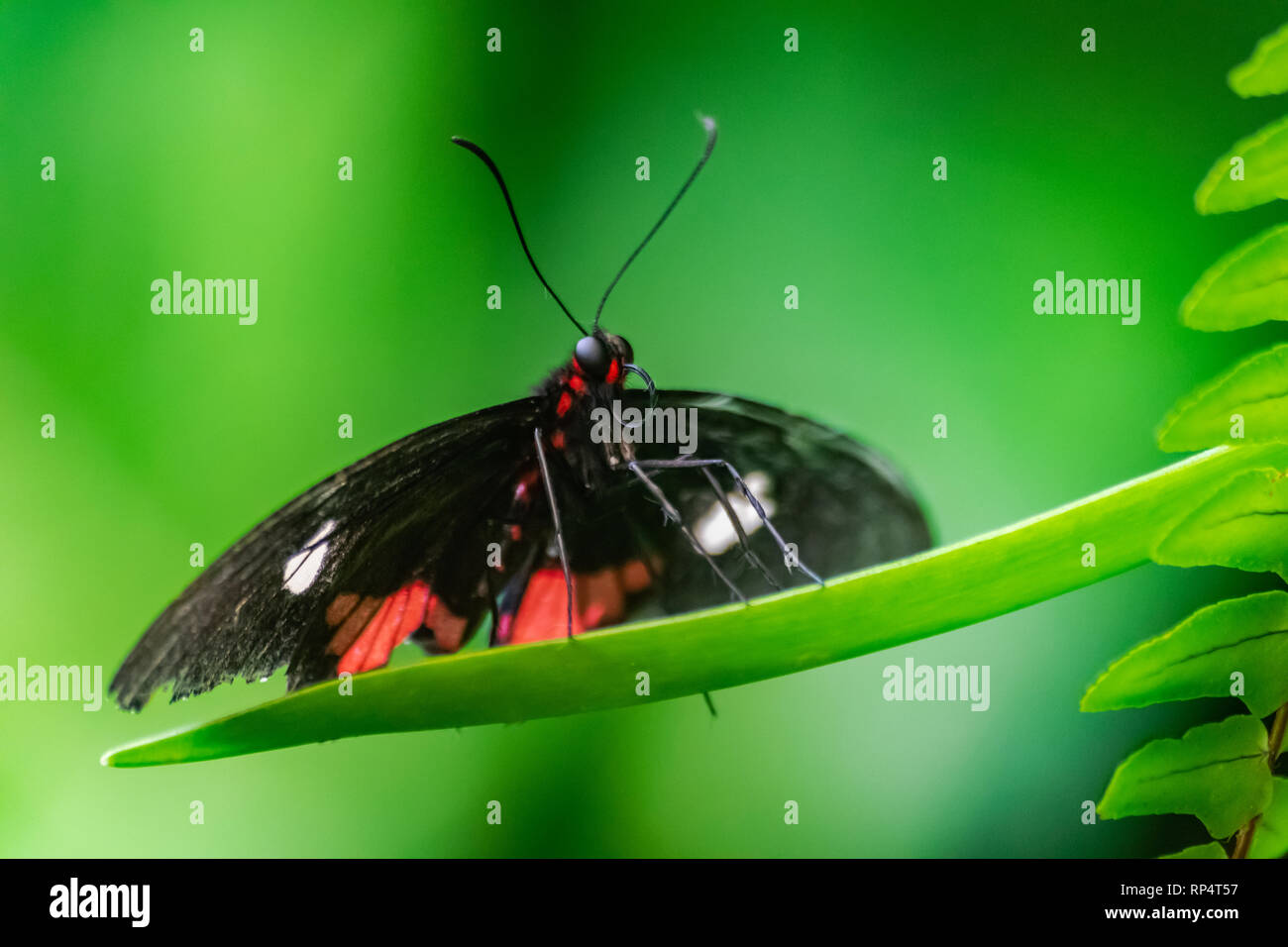 Parides iphidamas butterfly, with open wings on a green leaf, and with ...