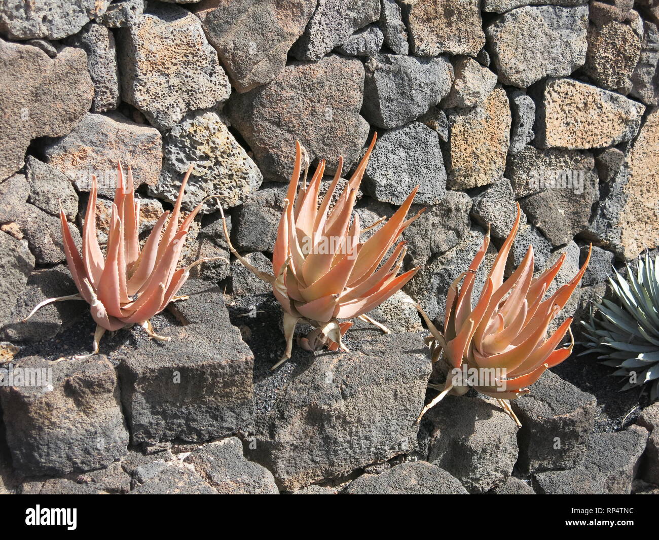 Unusual salmon-coloured cactus against the black volcanic lava of the ...