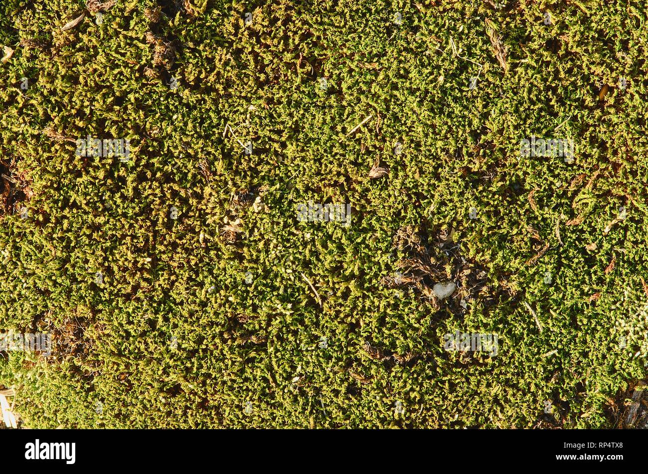 Green moss on the wood. Mossy background. Macro image can be used as ...