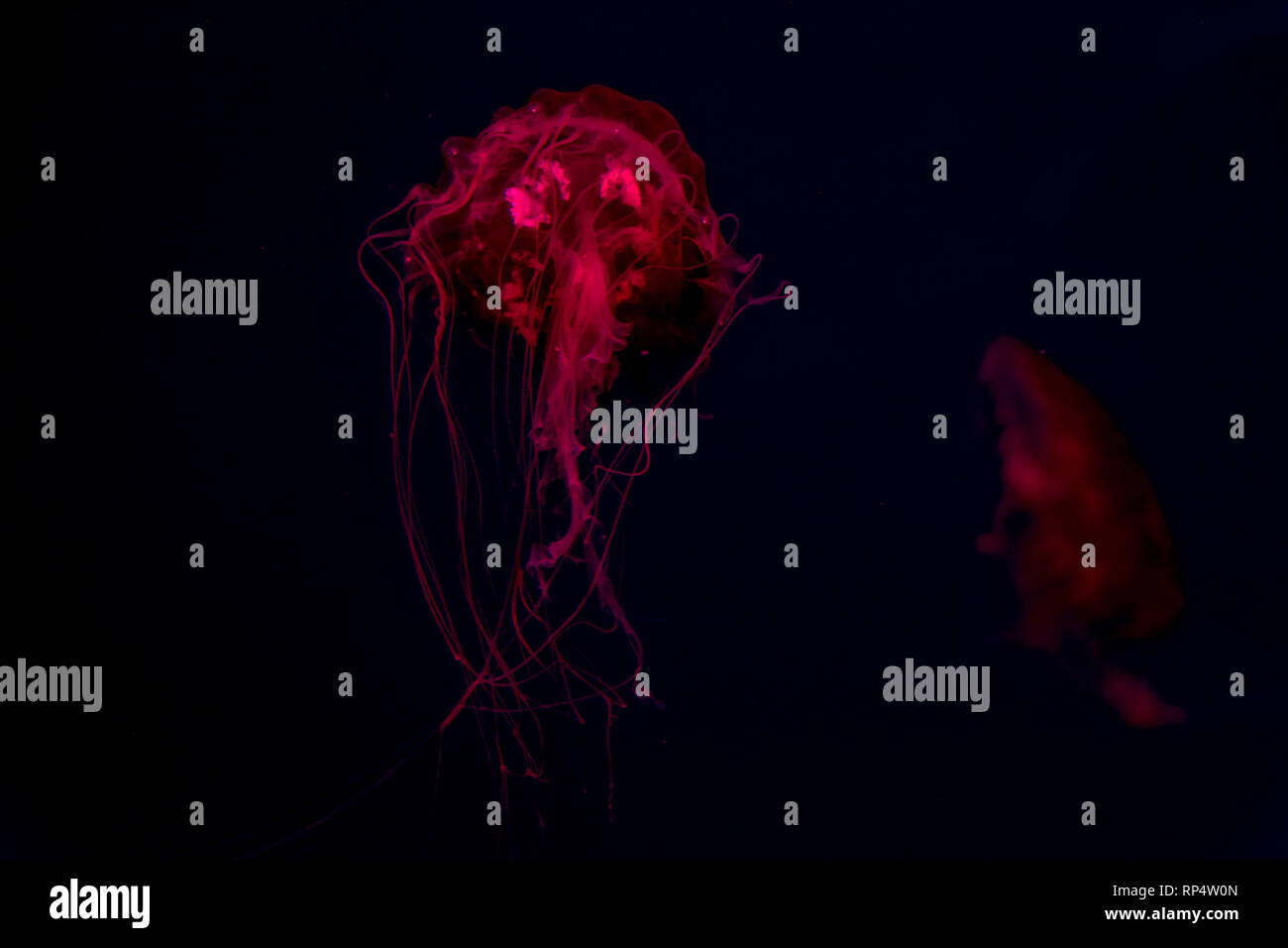 Stingy fish hi-res stock photography and images - Alamy