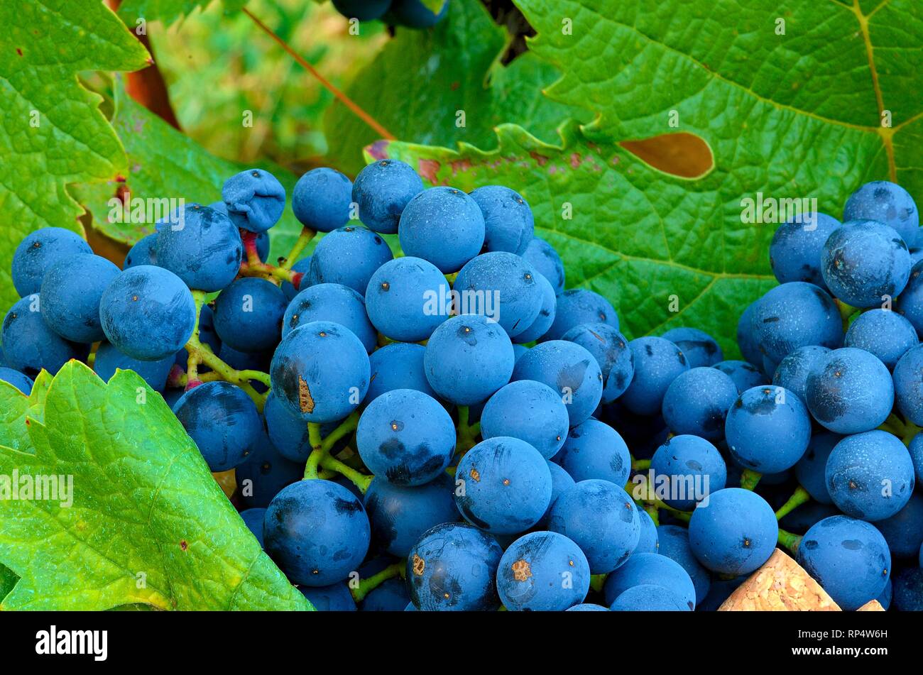 Bunches of blue grapes. Blue grapes just after harvest Stock Photo - Alamy