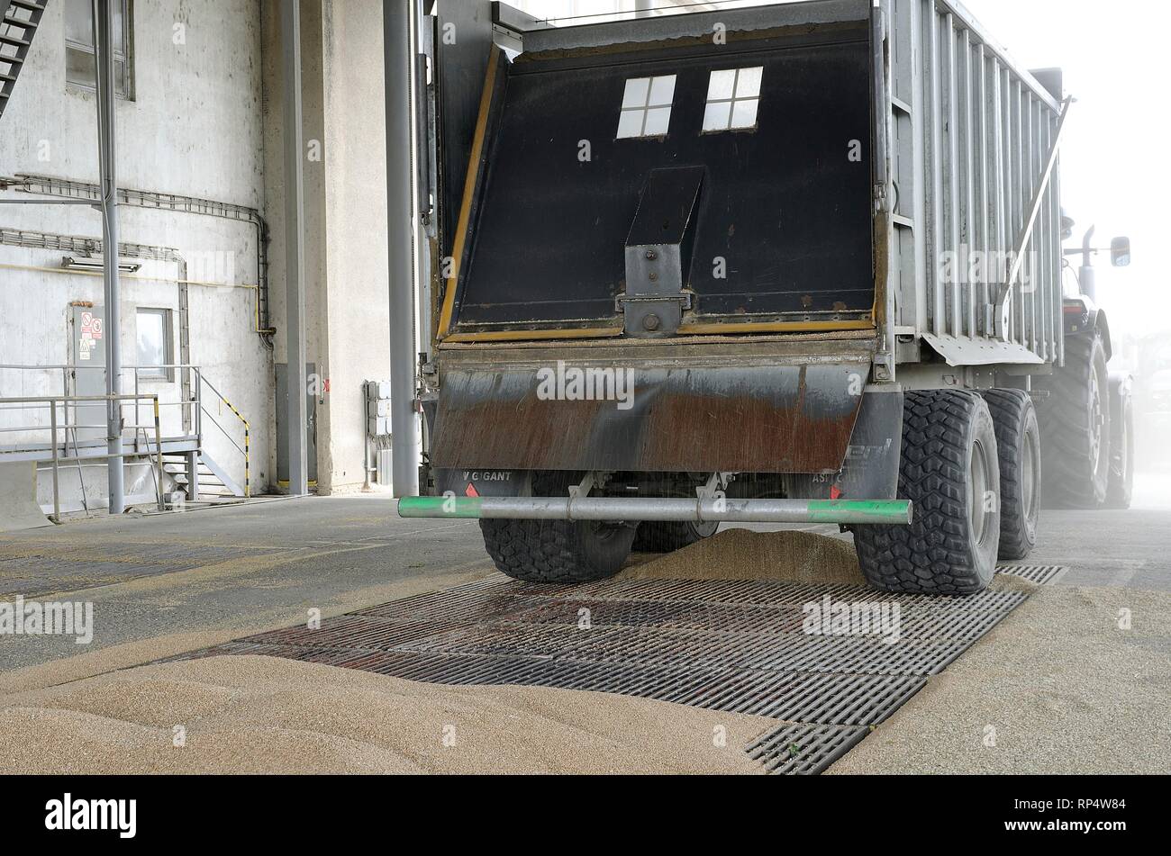 Just harvested corn inside a trailer. Grain poured from trailer into a ...