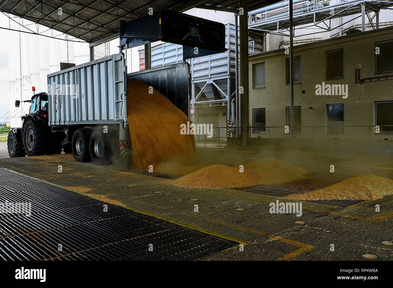 Just harvested corn inside a trailer. Grain poured from trailer into a ...
