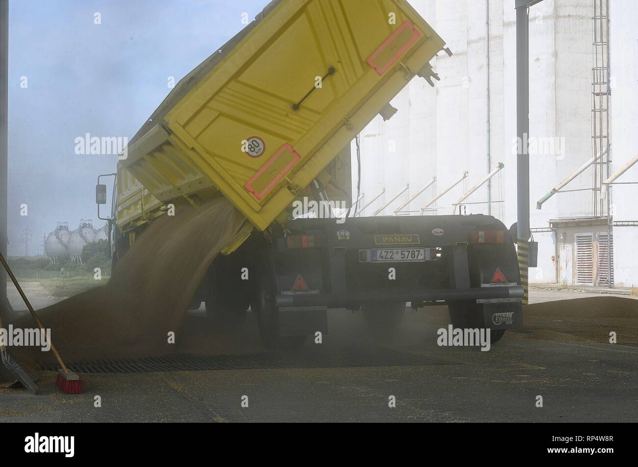 Just harvested corn inside a trailer. Grain poured from trailer into a ...