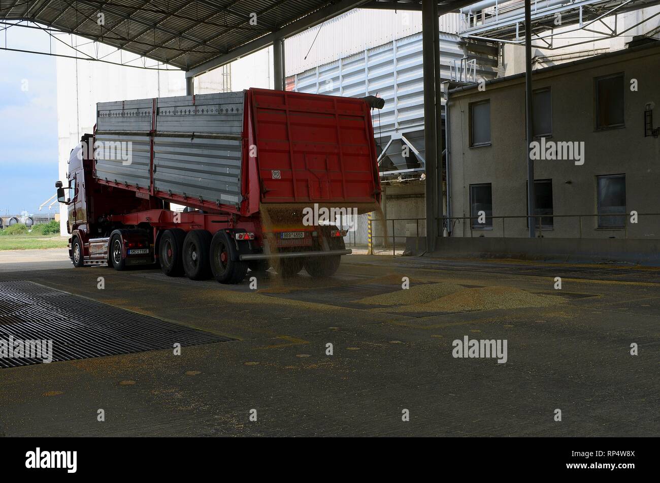 Just harvested corn inside a trailer. Grain poured from trailer into a ...