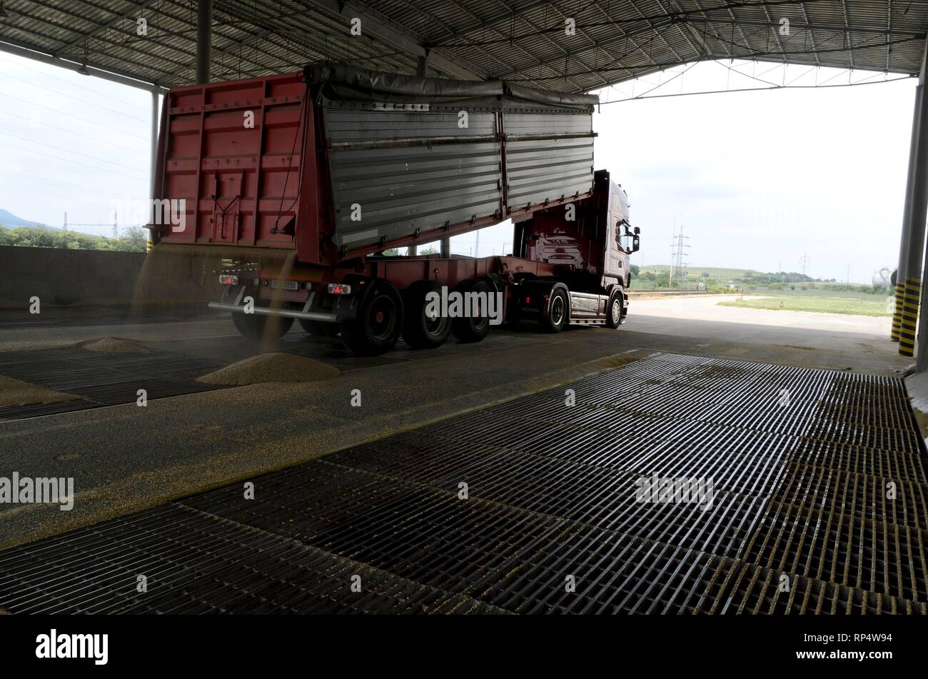 Just harvested corn inside a trailer. Grain poured from trailer into a ...
