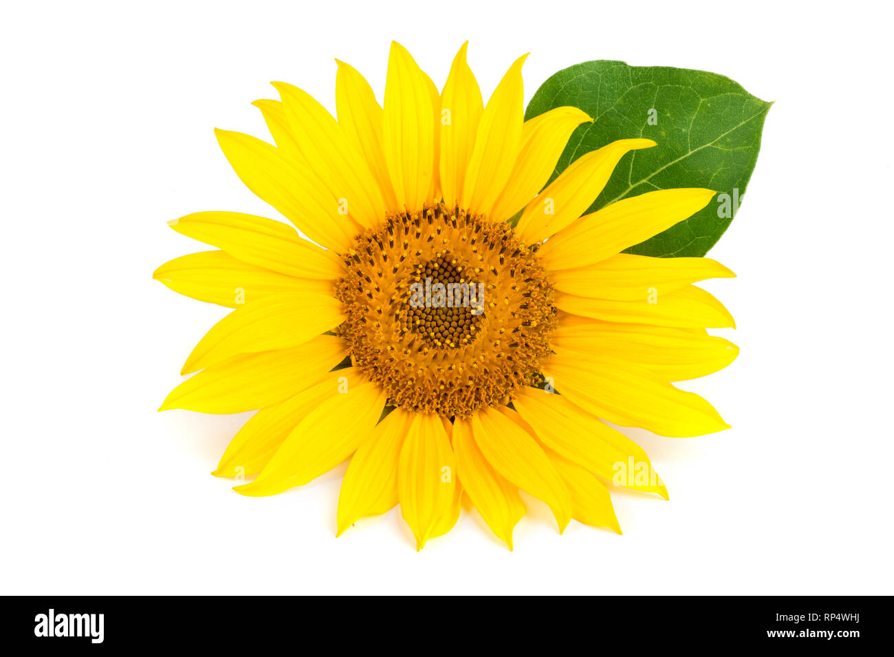 Close up beautiful golden green Cut Out Stock Images & Pictures - Alamy