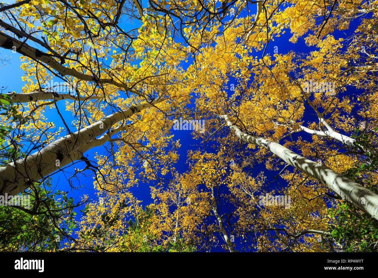 Fall aspen tree hi-res stock photography and images - Alamy