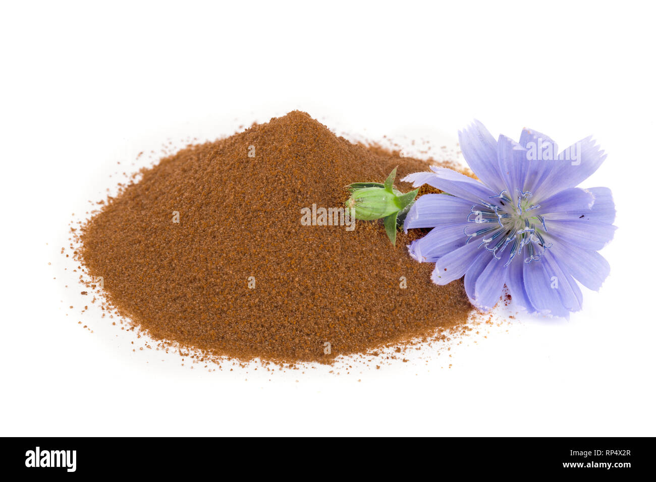 chicory flower and powder of instant chicory isolated on a white ...