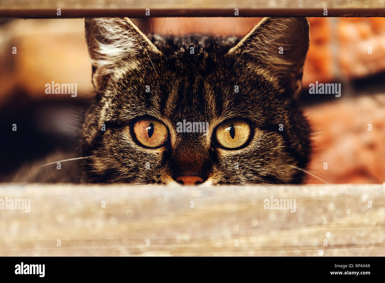Cute stray cat portrait, animal on the street Stock Photo - Alamy