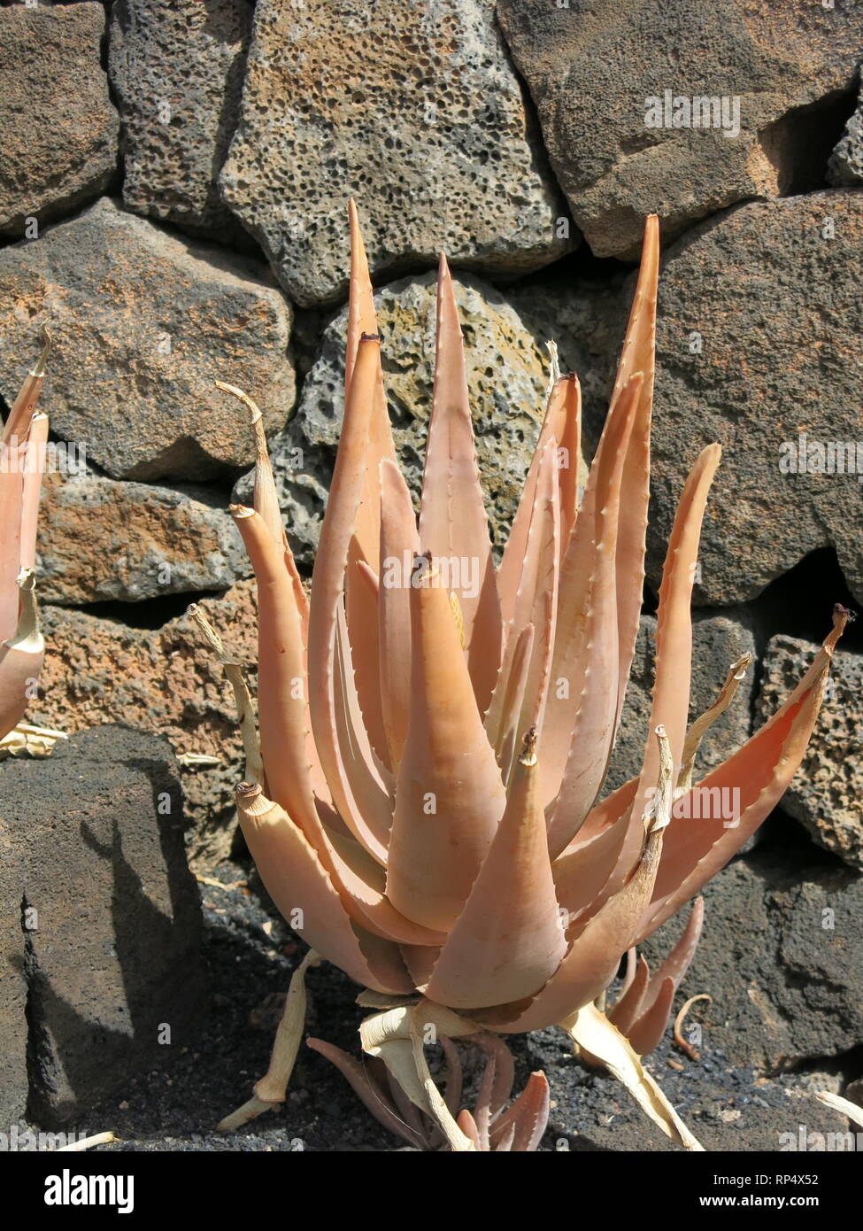 Unusual salmon-coloured cactus against the black volcanic lava of the ...