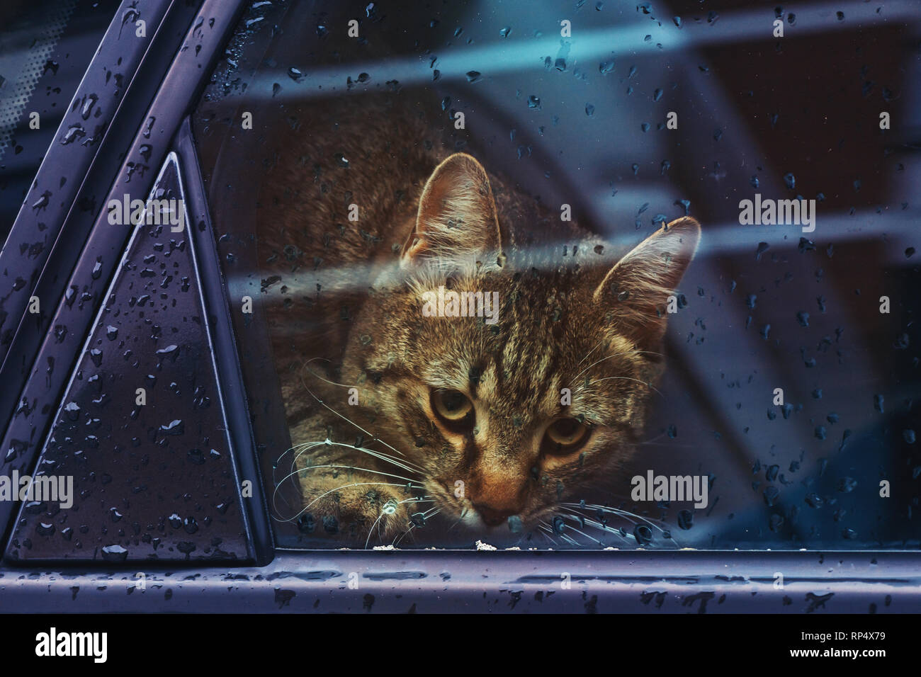 Cat and window and rain hi-res stock photography and images - Alamy