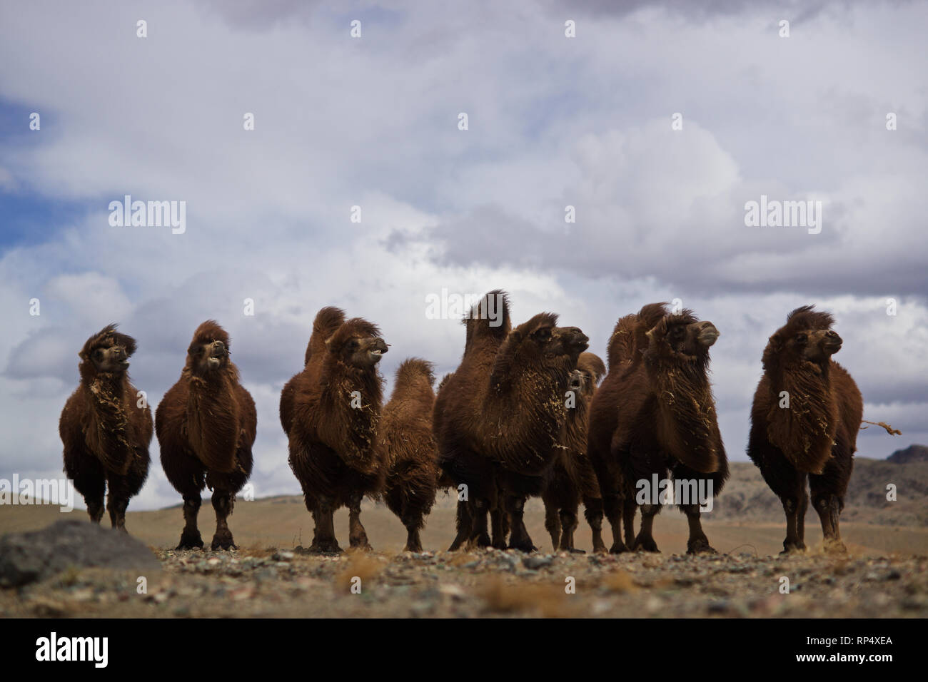Mongol uls hi-res stock photography and images - Alamy