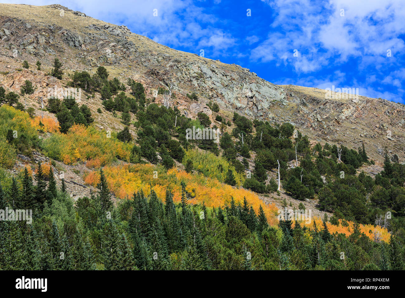 Aspen tree fall foliage colorado hi-res stock photography and images ...