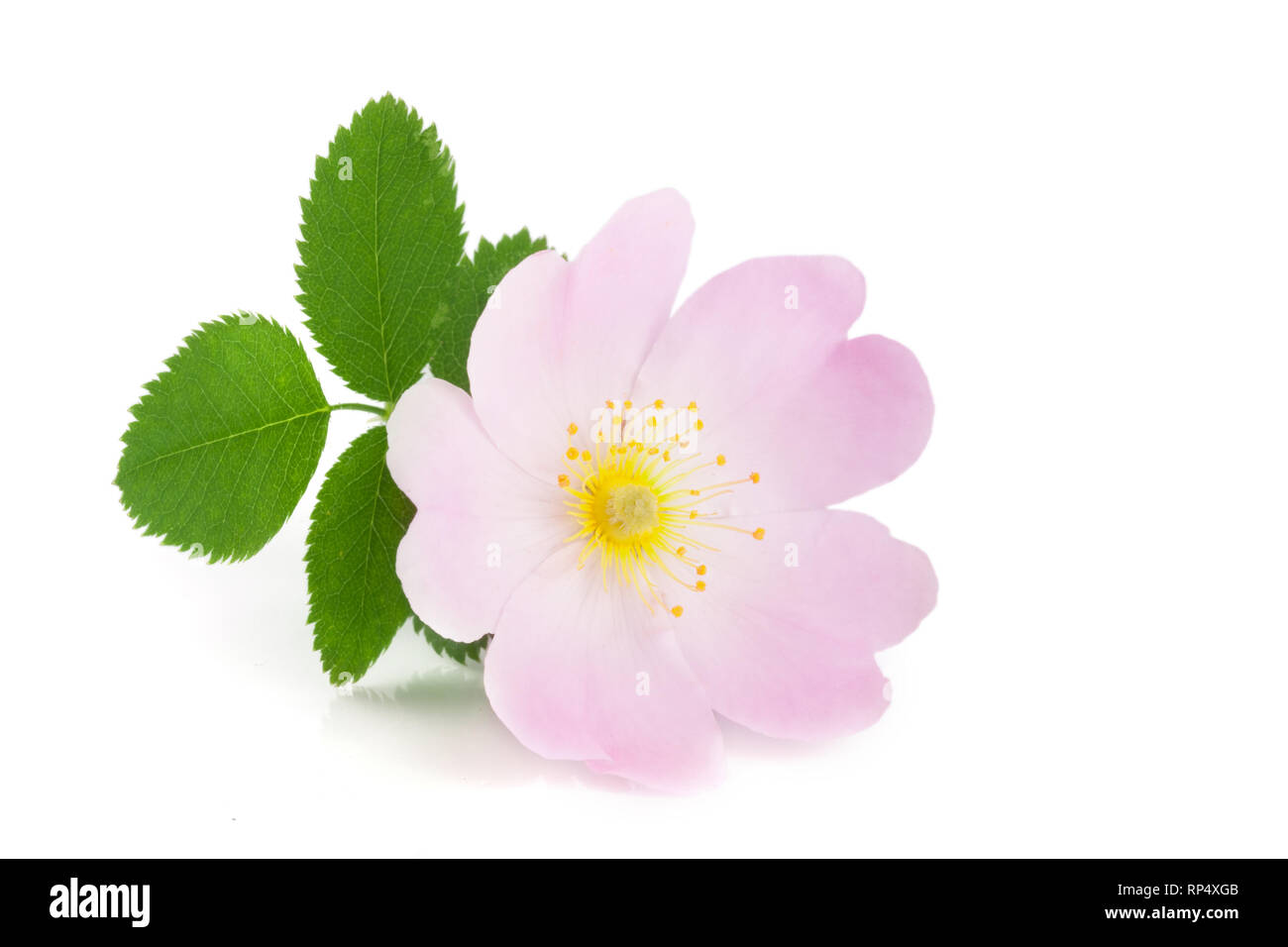 Rosehip flower with leaf isolated on white background Stock Photo - Alamy