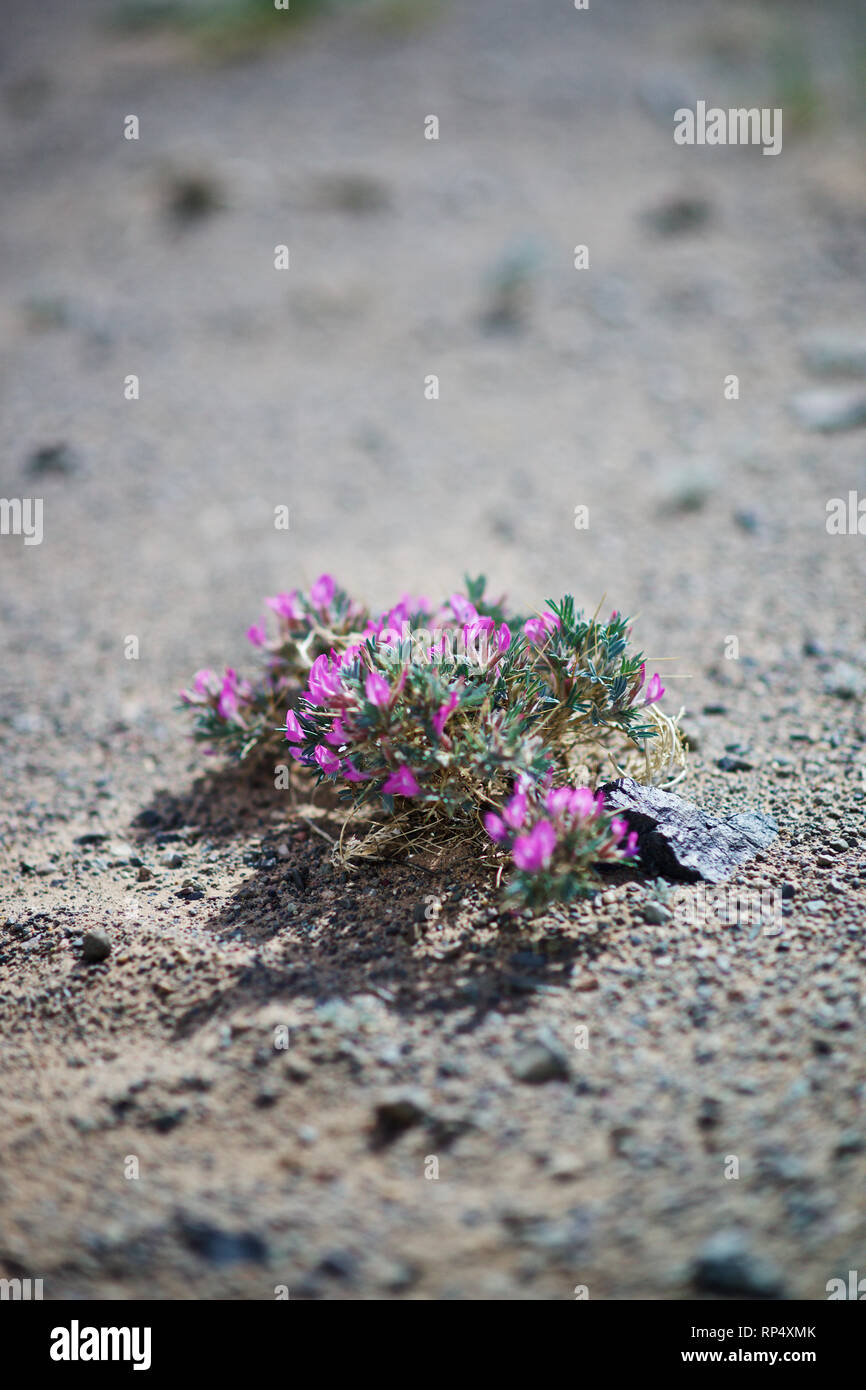 Desert flower, Khogoryn Els, Gobi desert, Omnogov aimag, Mongolia Stock ...