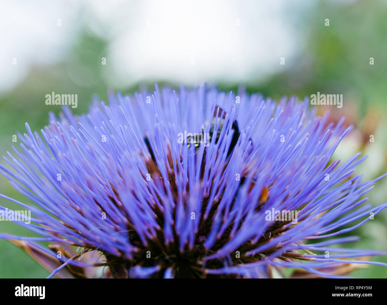 Bumble-bees hiding and pollinating vivid violet artichoke flower in the ...