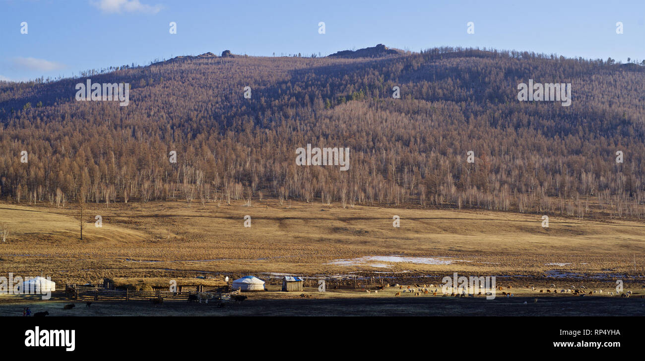 Mongolia goat herder hi-res stock photography and images - Alamy
