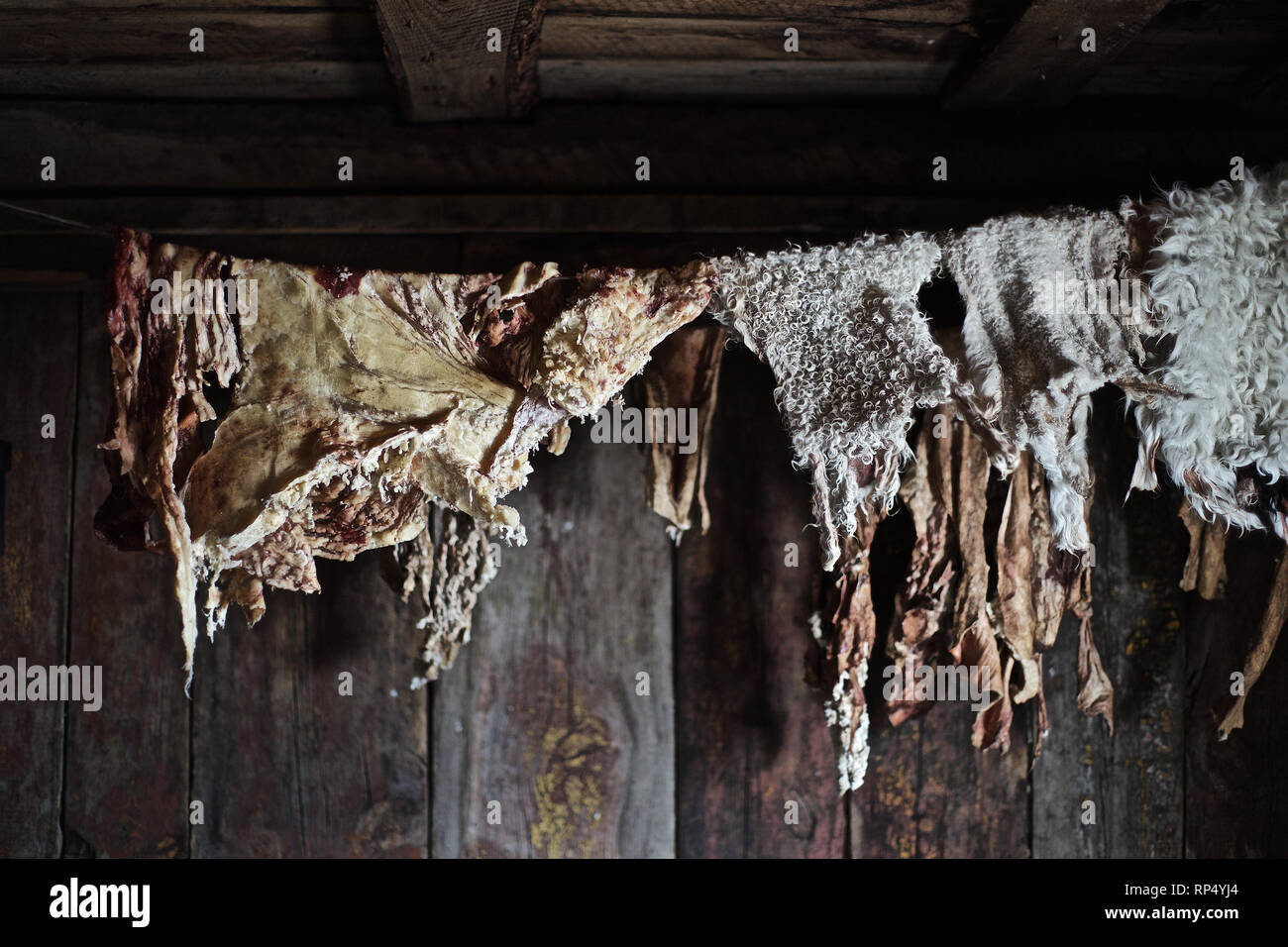 Lamb skin sustained, Tov aimag, Mongolia Stock Photo - Alamy