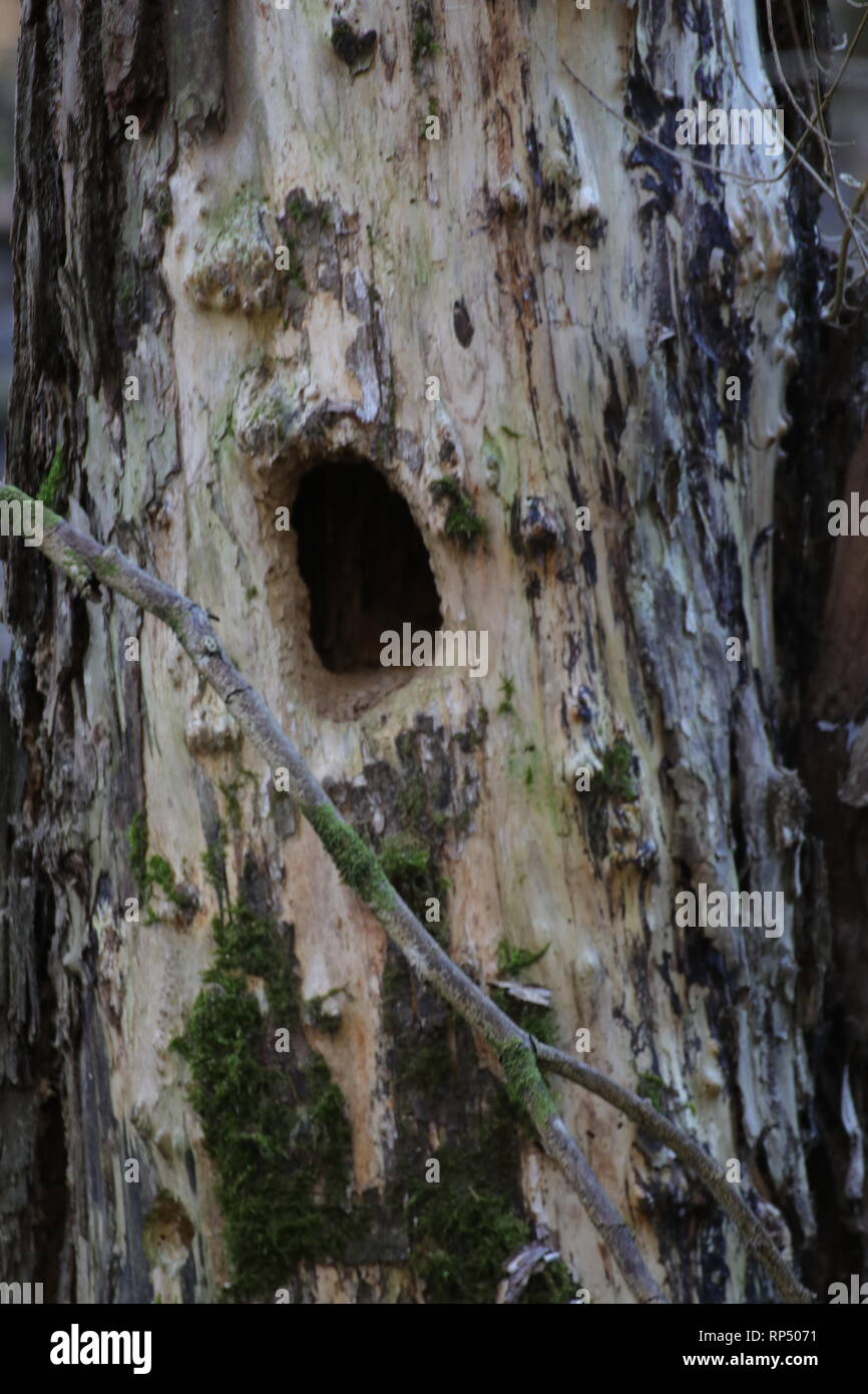 Microhabitat Stock Photos & Microhabitat Stock Images - Alamy