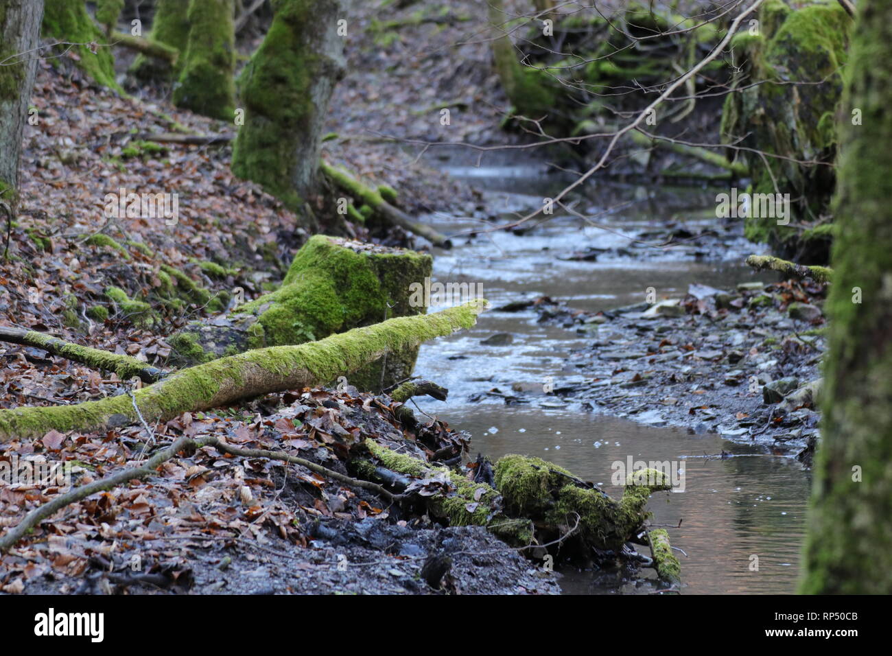 Deadwood in the Steigerwald Stock Photo - Alamy
