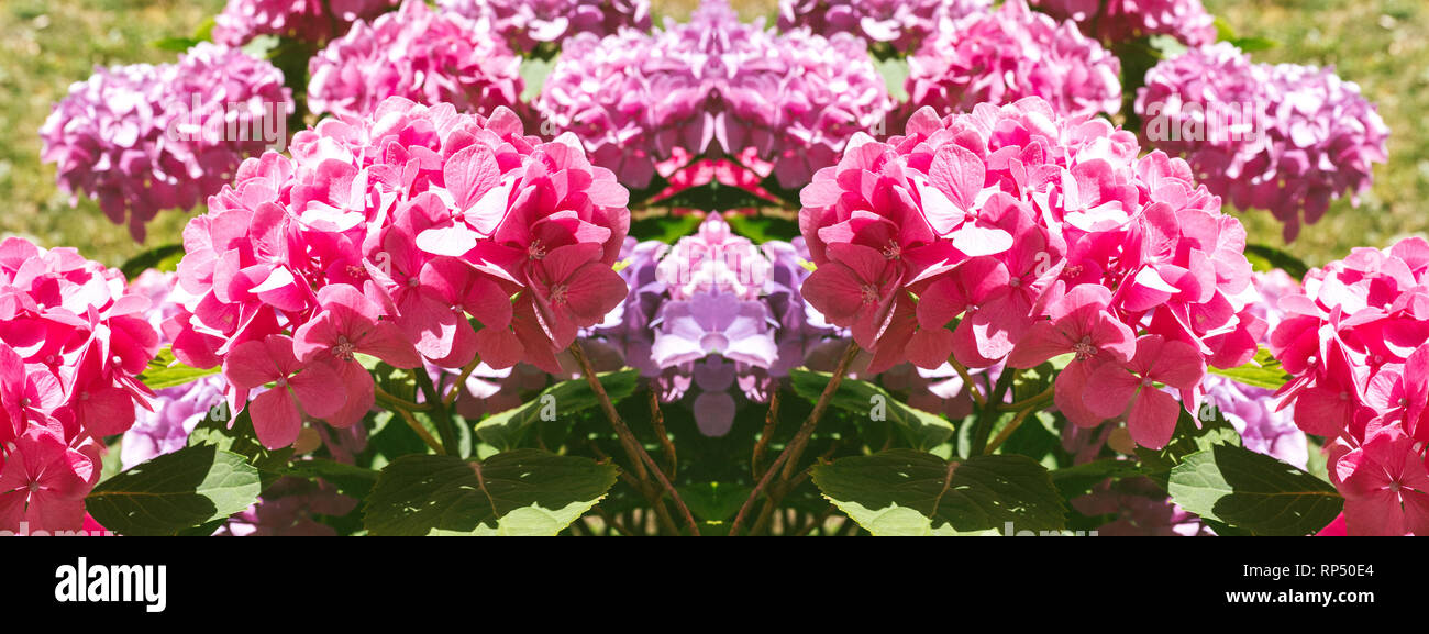 Red vivid rhododendron flower early in the morning in French park ...