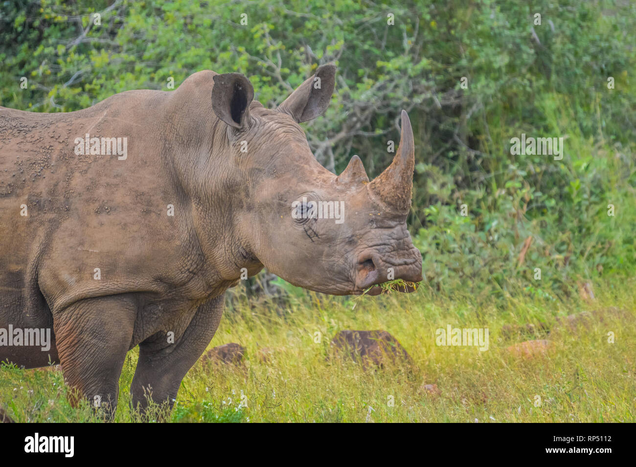 Male bull Cute White Rhino or Rhinoceros in a nature wild reserve in ...