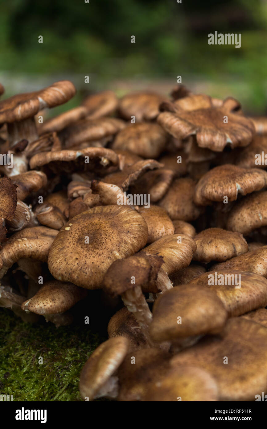 Macro capture of a wild mushroom cluster sitting on a tree covered with ...