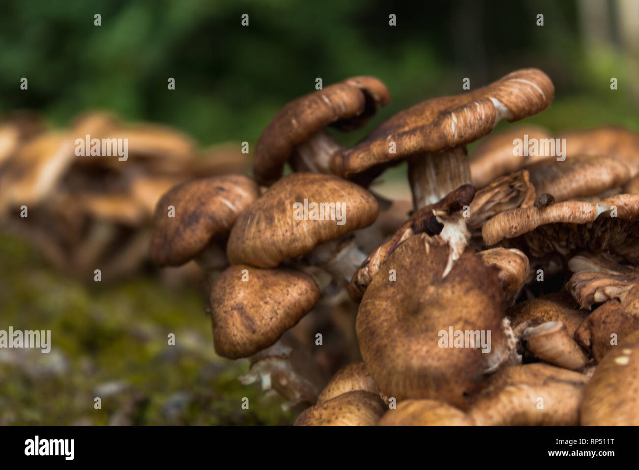 Mushroom Cluster High Resolution Stock Photography and Images - Alamy
