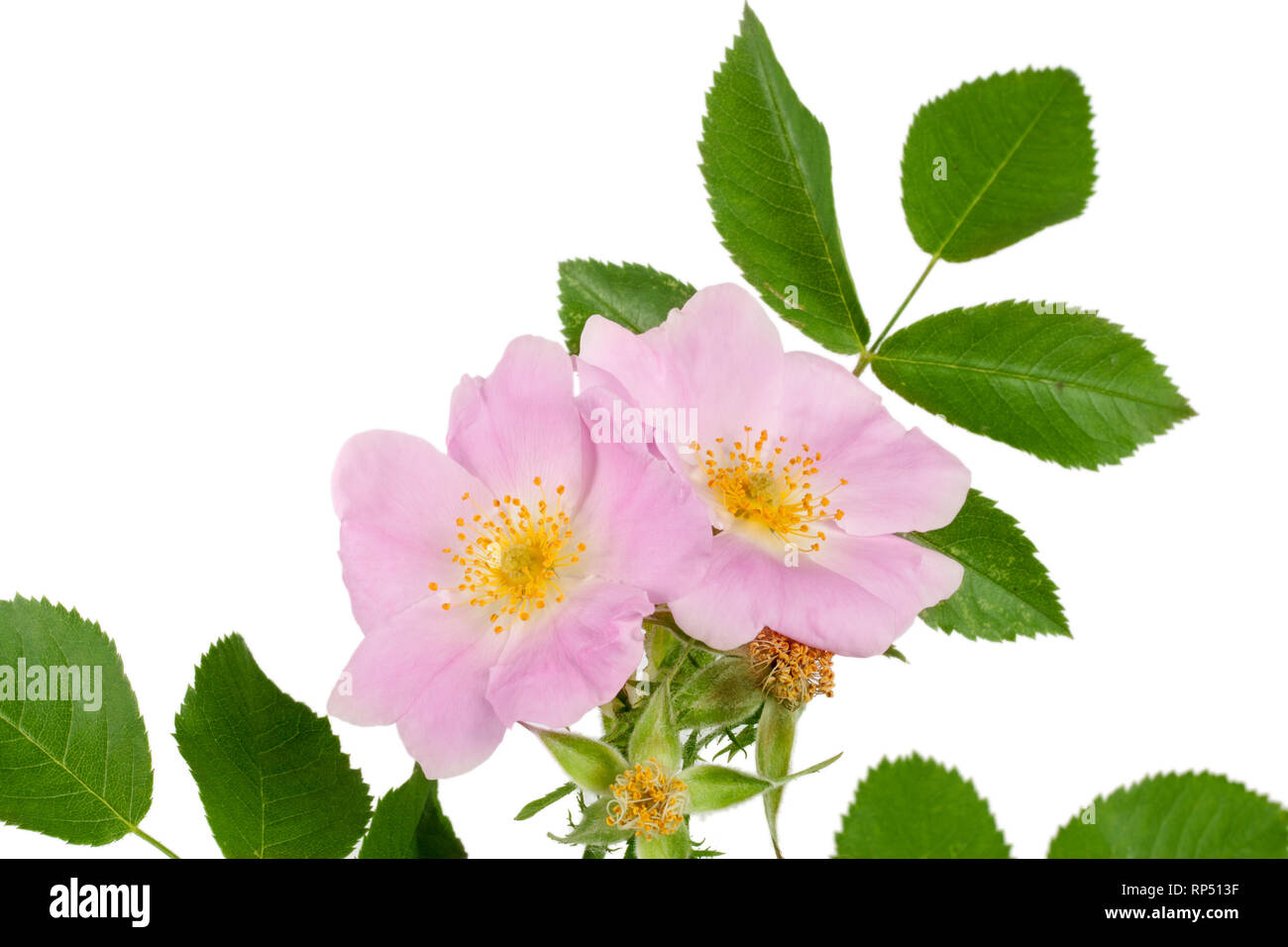 Rosehip flowers with leaf isolated on white background Stock Photo - Alamy
