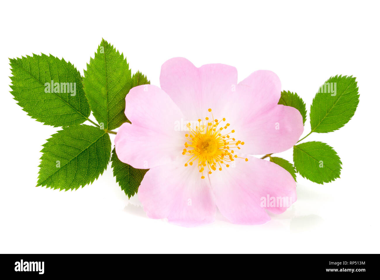 Rosehip flower with leaf isolated on white background Stock Photo - Alamy