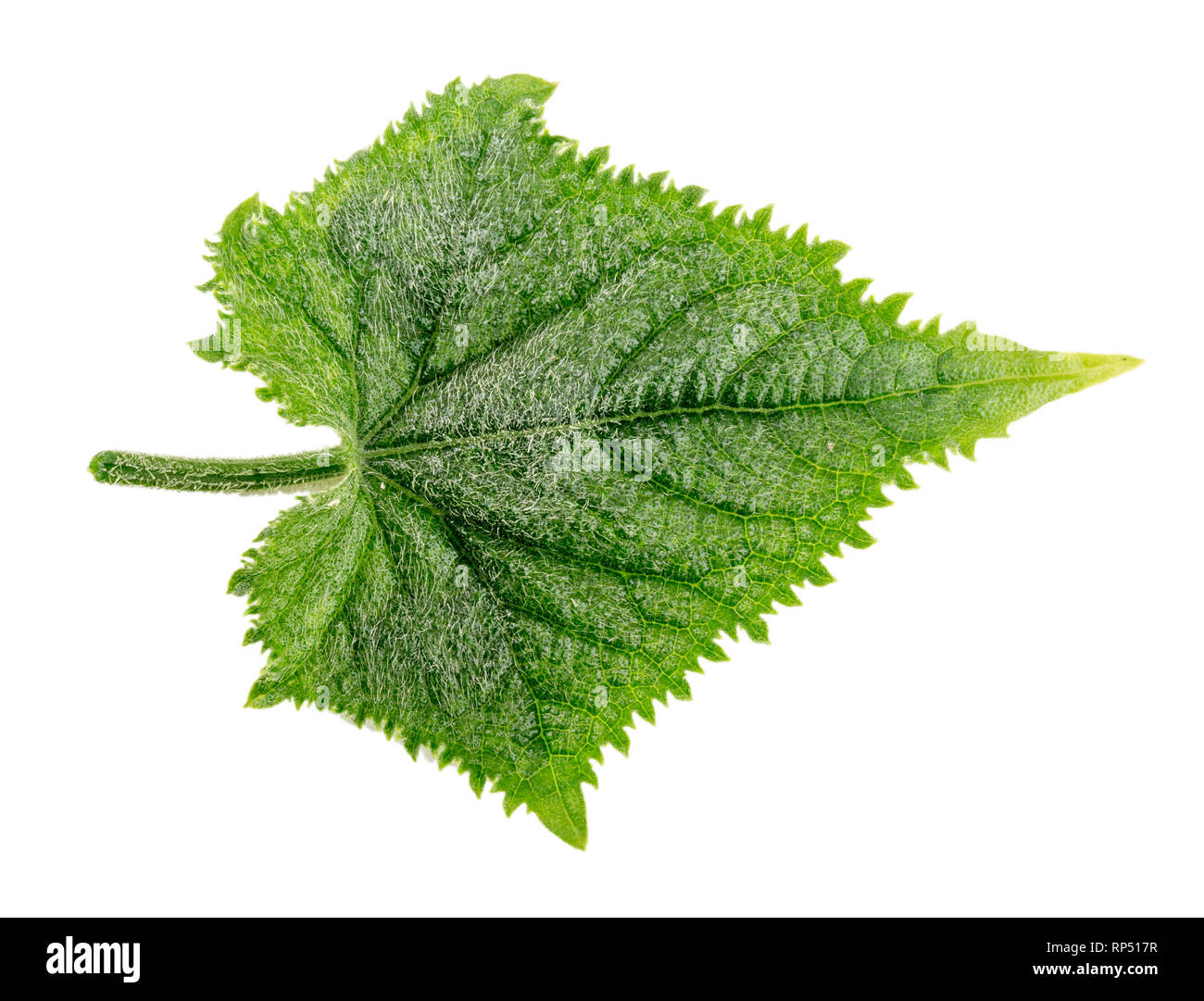Cucumber leaf isolated on a white background Stock Photo - Alamy