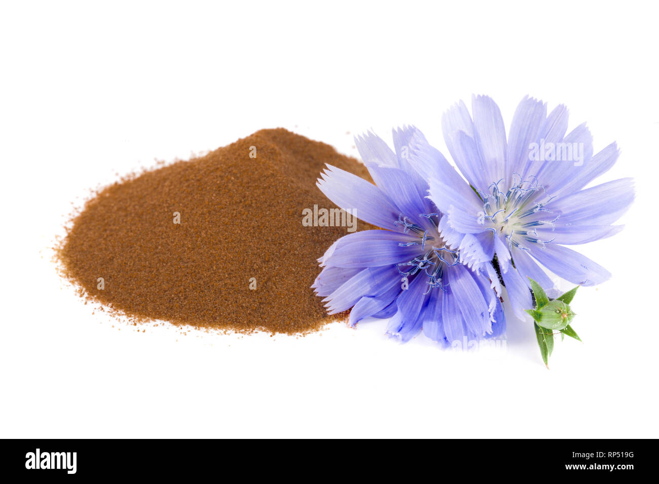 chicory flower and powder of instant chicory isolated on a white ...