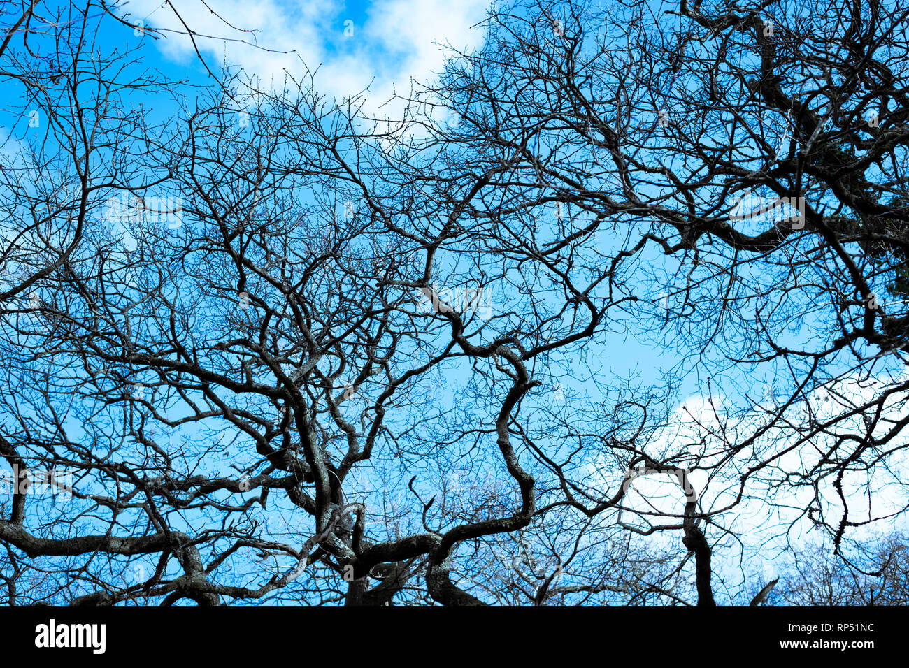 tree branches sky clouds Stock Photo - Alamy