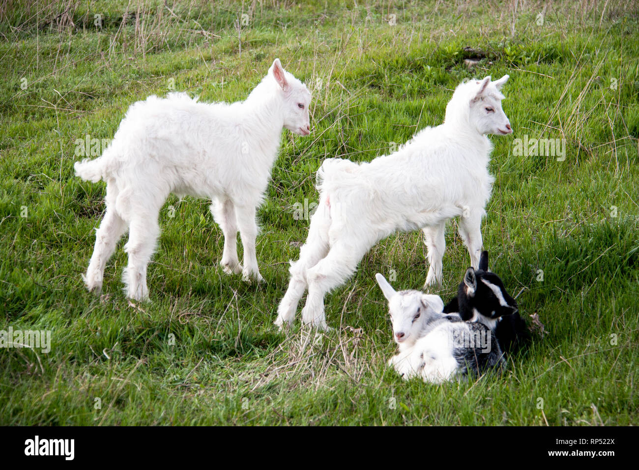 Small goat hi-res stock photography and images - Alamy