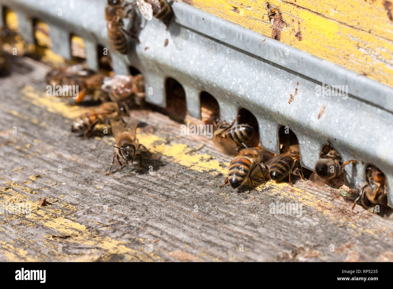 The bees at front hive entrance close-up Stock Photo - Alamy