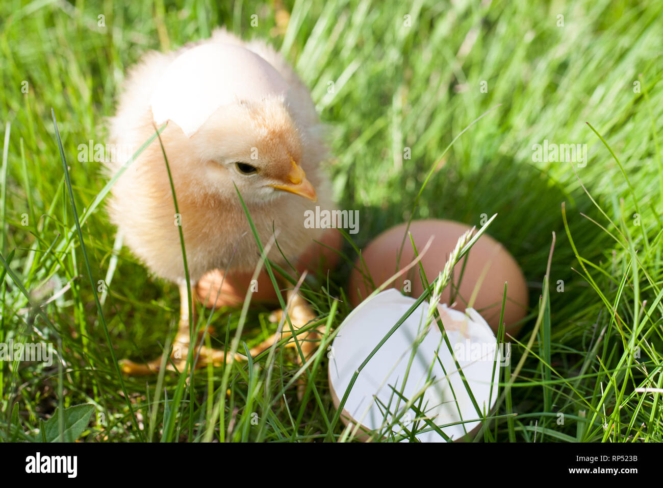 baby chicken with broken eggshell and egg in the green grass Stock ...