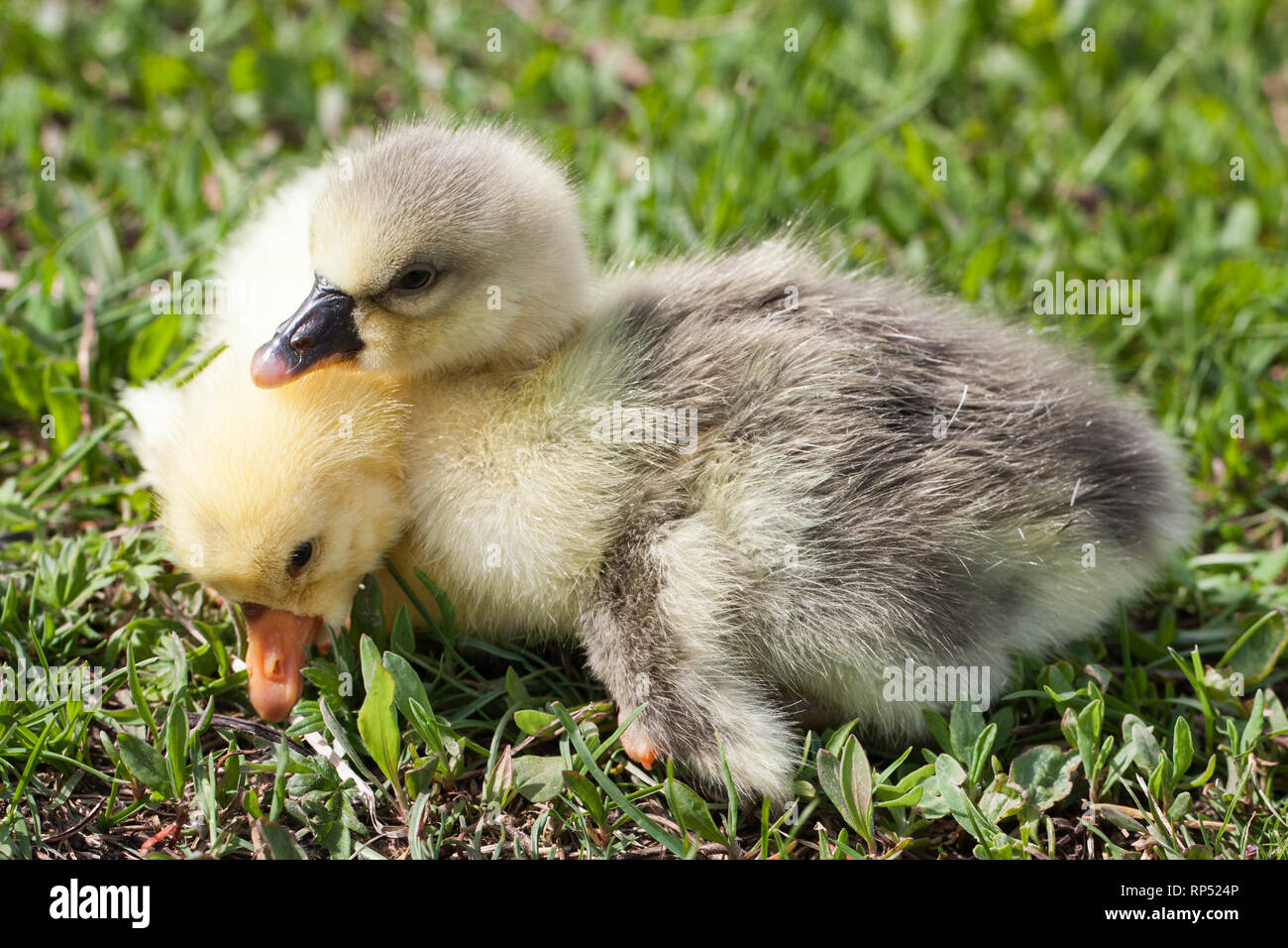 Two little domestic gosling in green grass Stock Photo - Alamy