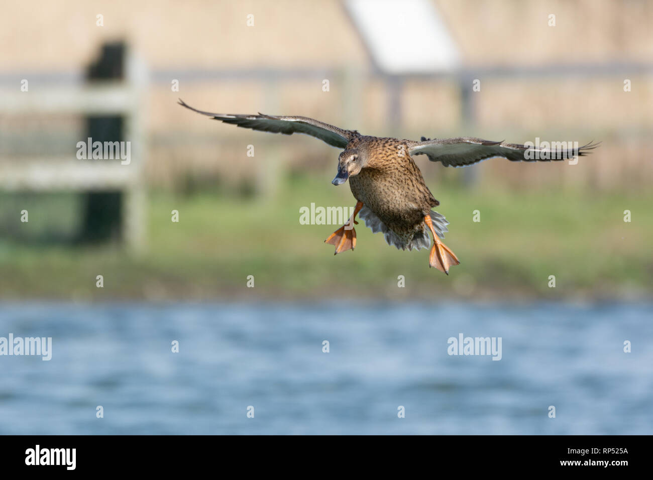 Female Mallard duck in flight coming in to land Stock Photo - Alamy