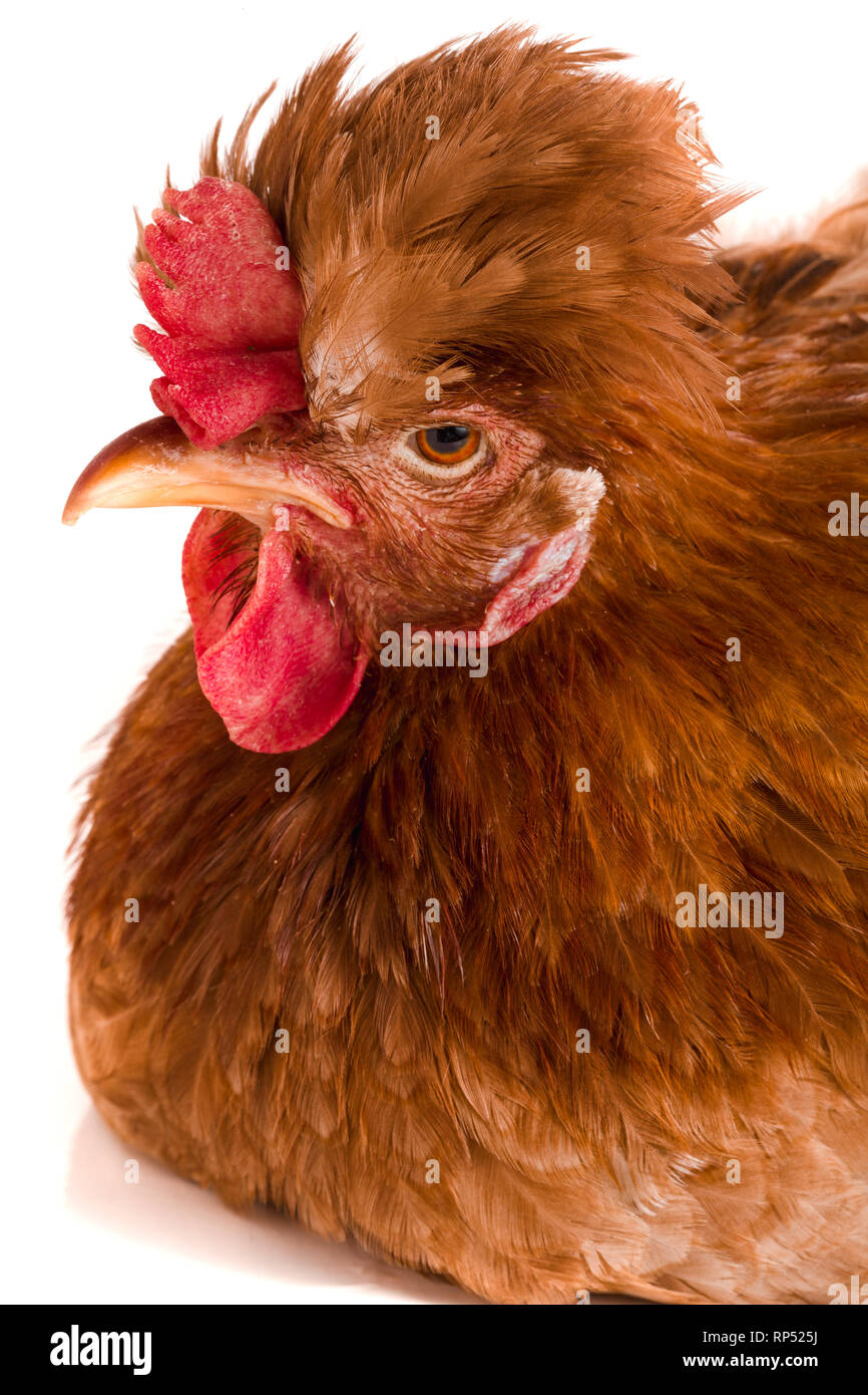 Portrait of a brown chicken isolated on white background Stock Photo ...