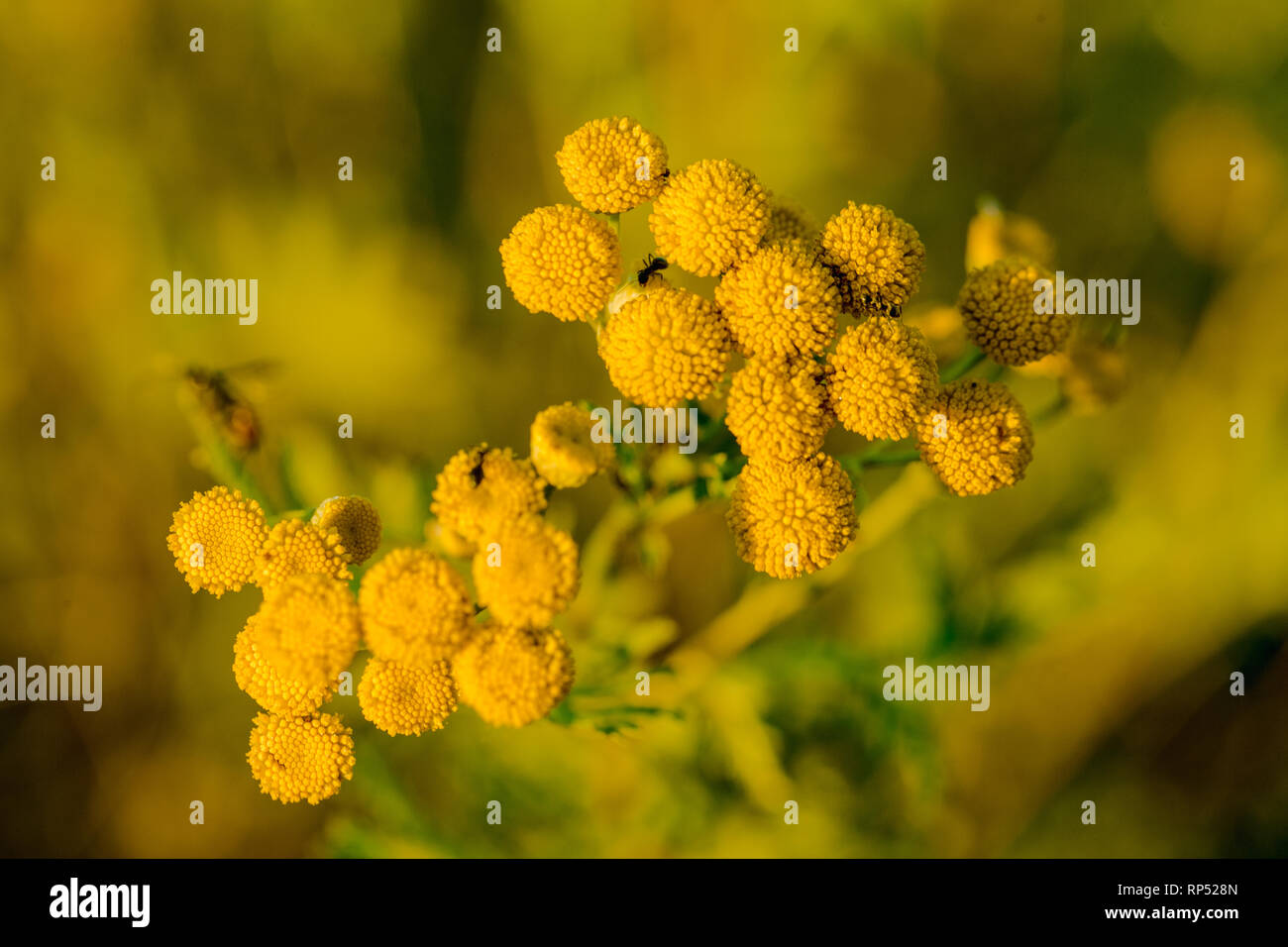 Yellow flowers of tansy hi-res stock photography and images - Alamy