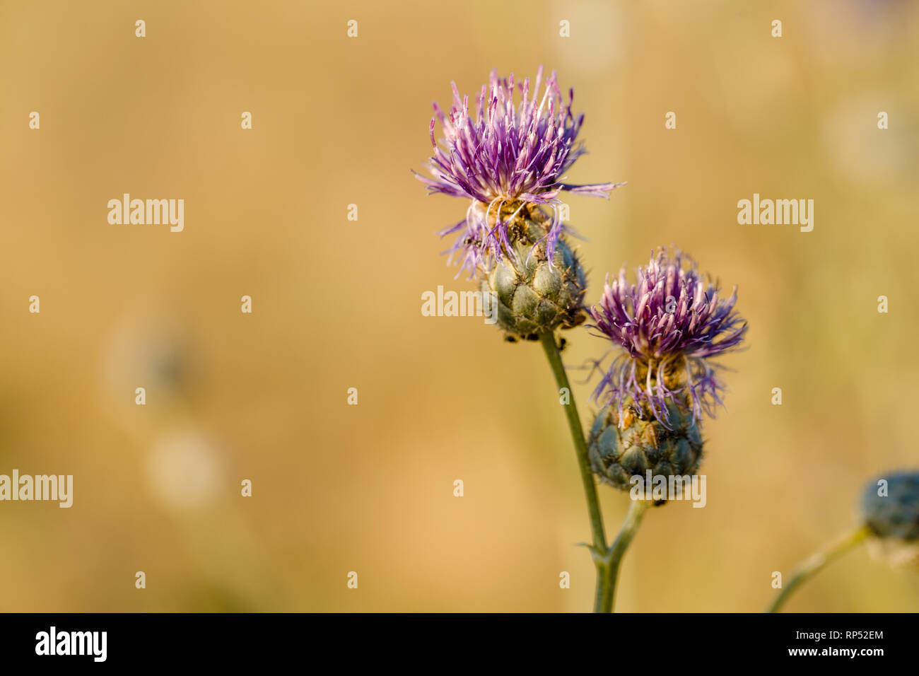 Milk thistle field hi-res stock photography and images - Alamy