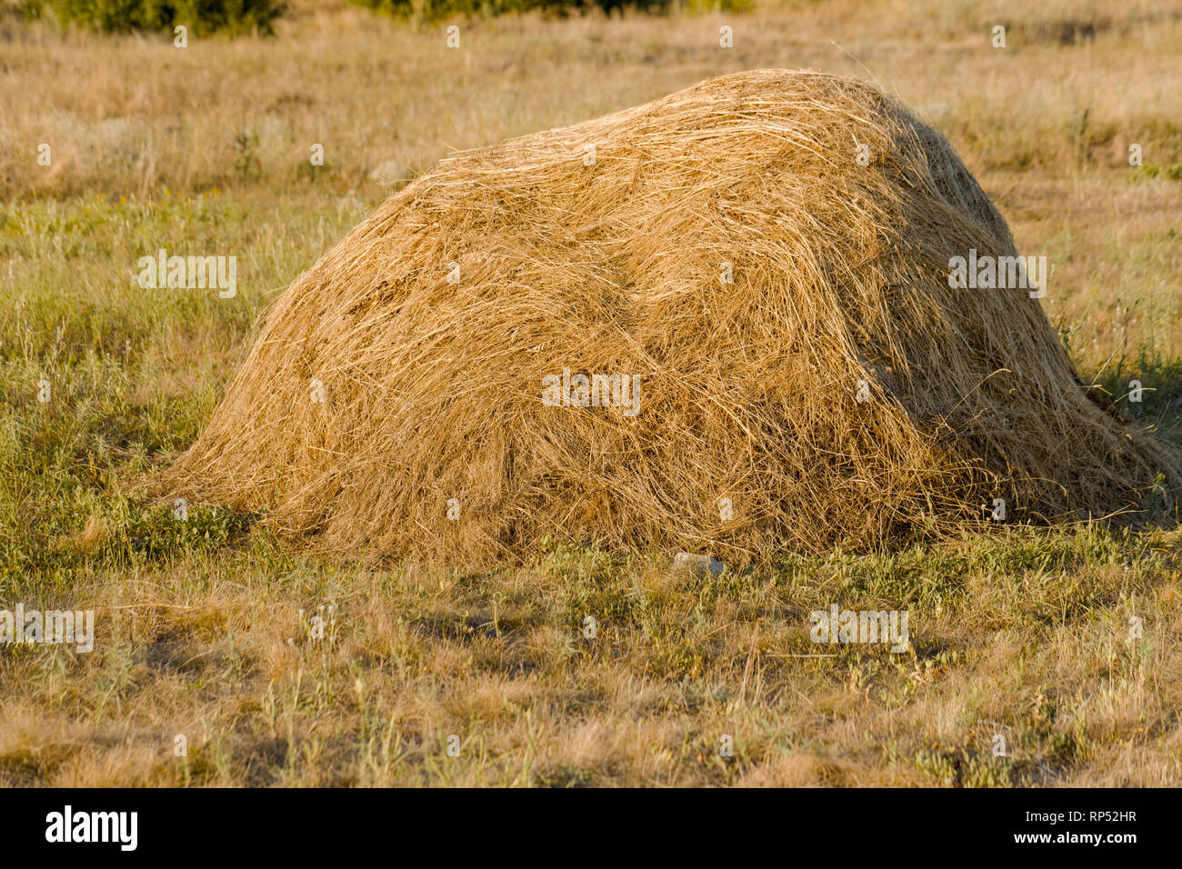 One straw stack. Photo close-up in summer Stock Photo - Alamy