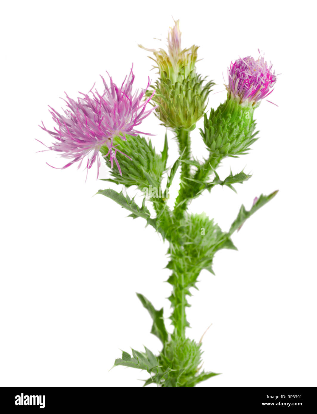 Flower thistle isolated on white background macro Stock Photo - Alamy