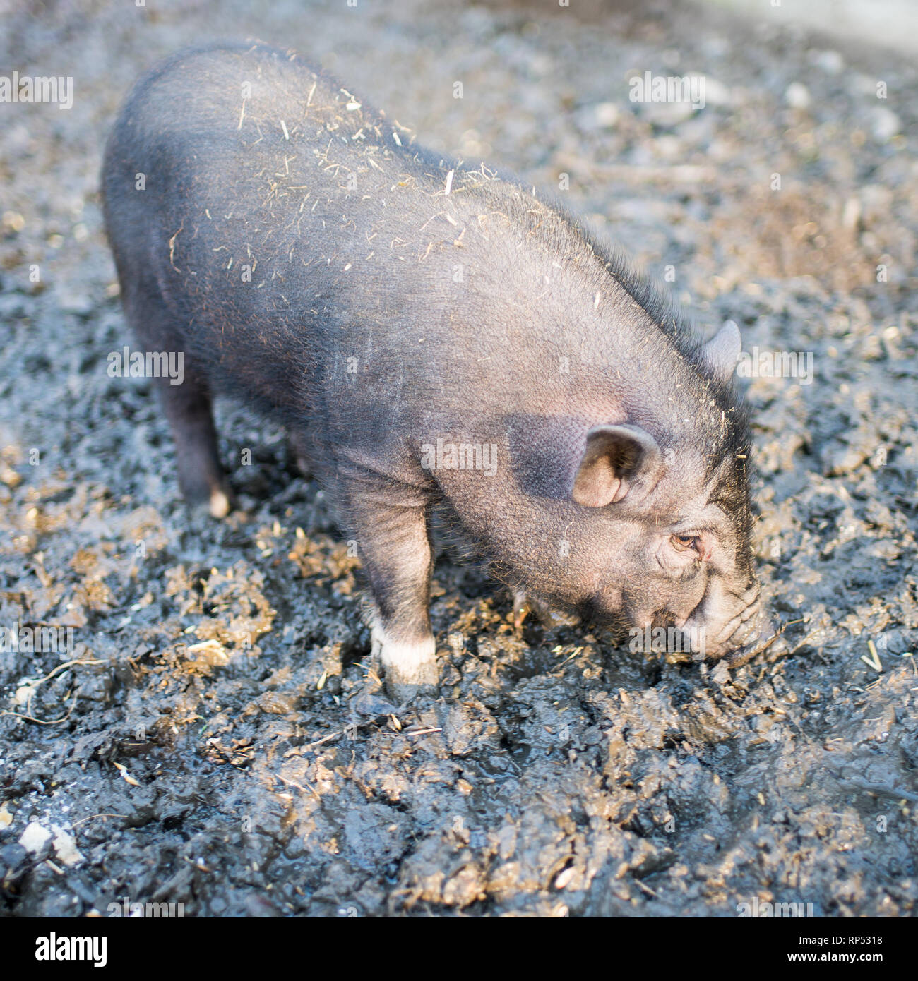 Vietnamese Pig Farm High Resolution Stock Photography and Images - Alamy