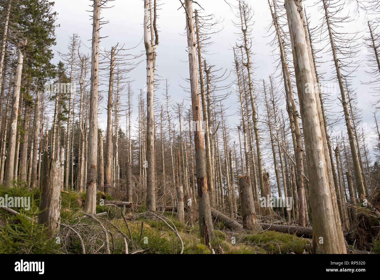 Waldsterben or forest dieback of conifers in Harz, Germany Stock Photo ...